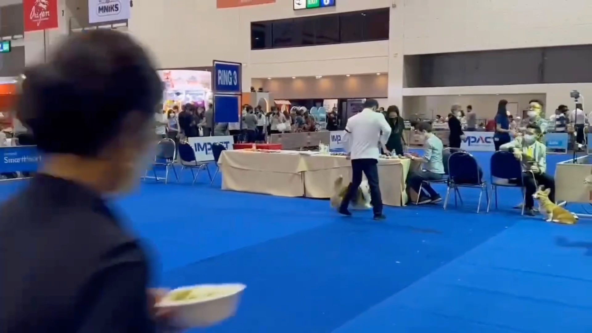 2022年泰皇杯,我们繁殖的雕色女孩“淡淡”获得畜牧组单独展全场总...