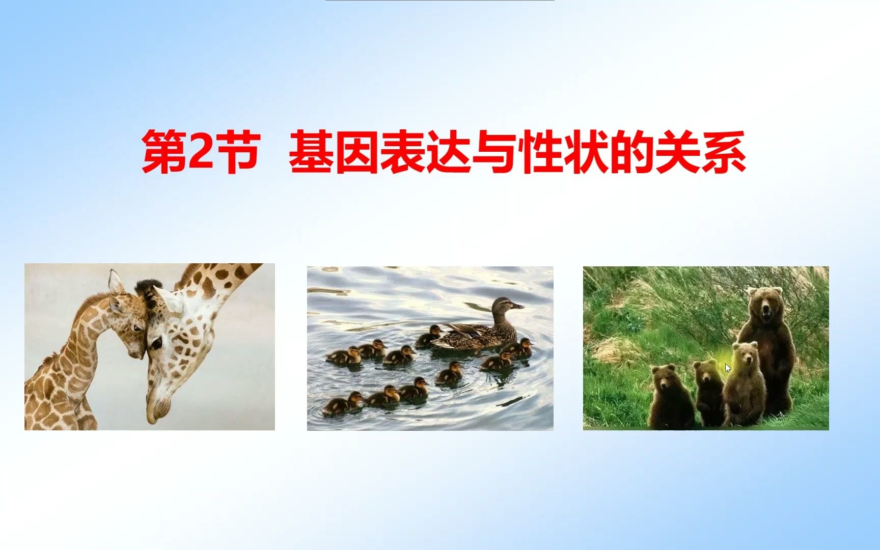 基因表达与性状的关系