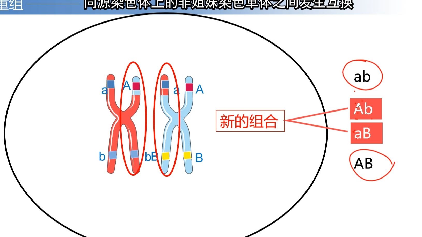 5.1基因突变和基因重组 收尾
