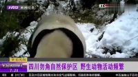 四川九寨沟勿角自然保护区发现了大熊猫、金丝猴等多种野生动物