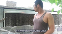 炎炎夏日酷暑难耐,养殖大肉食如何正确的使用水帘降温和注意事项