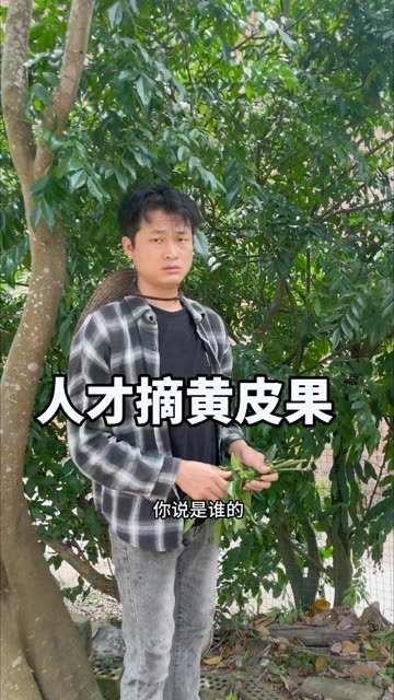 广西人才 摘黄皮果