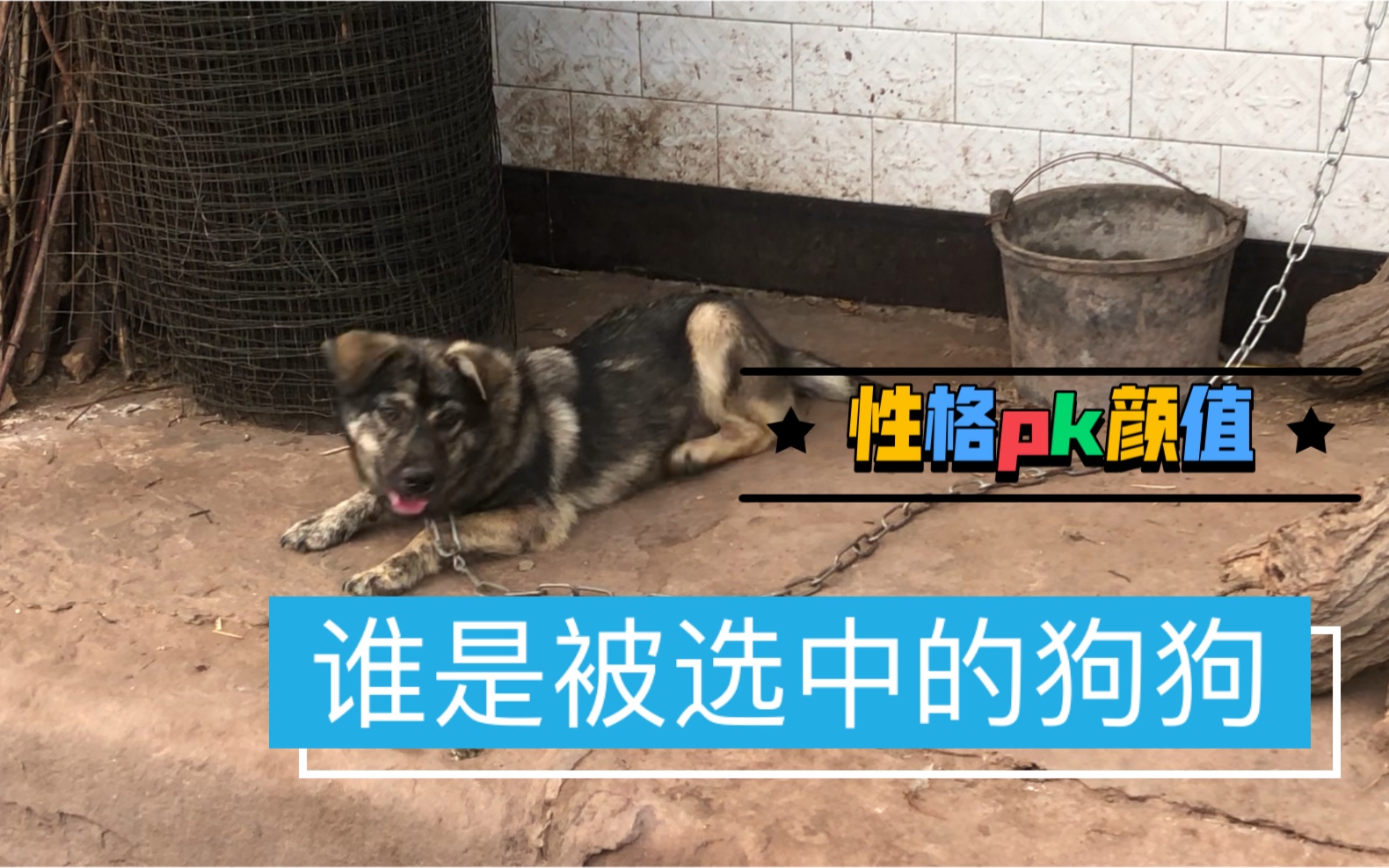 [咚咚锵]咚咚锵锵的命运,咚咚颜值高但是非常凶猛,所以被爸爸捉去丢了...