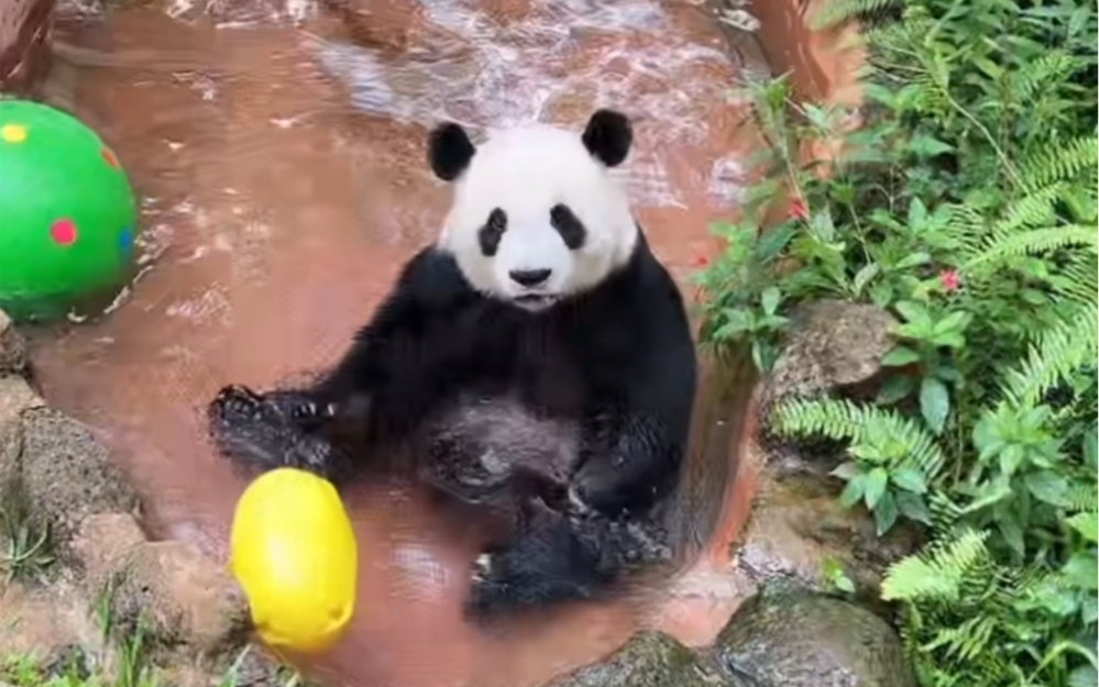 海南的熊猫大岛主贡贡和二岛主舜舜泡澡玩耍,泡的还是天然矿泉水,...