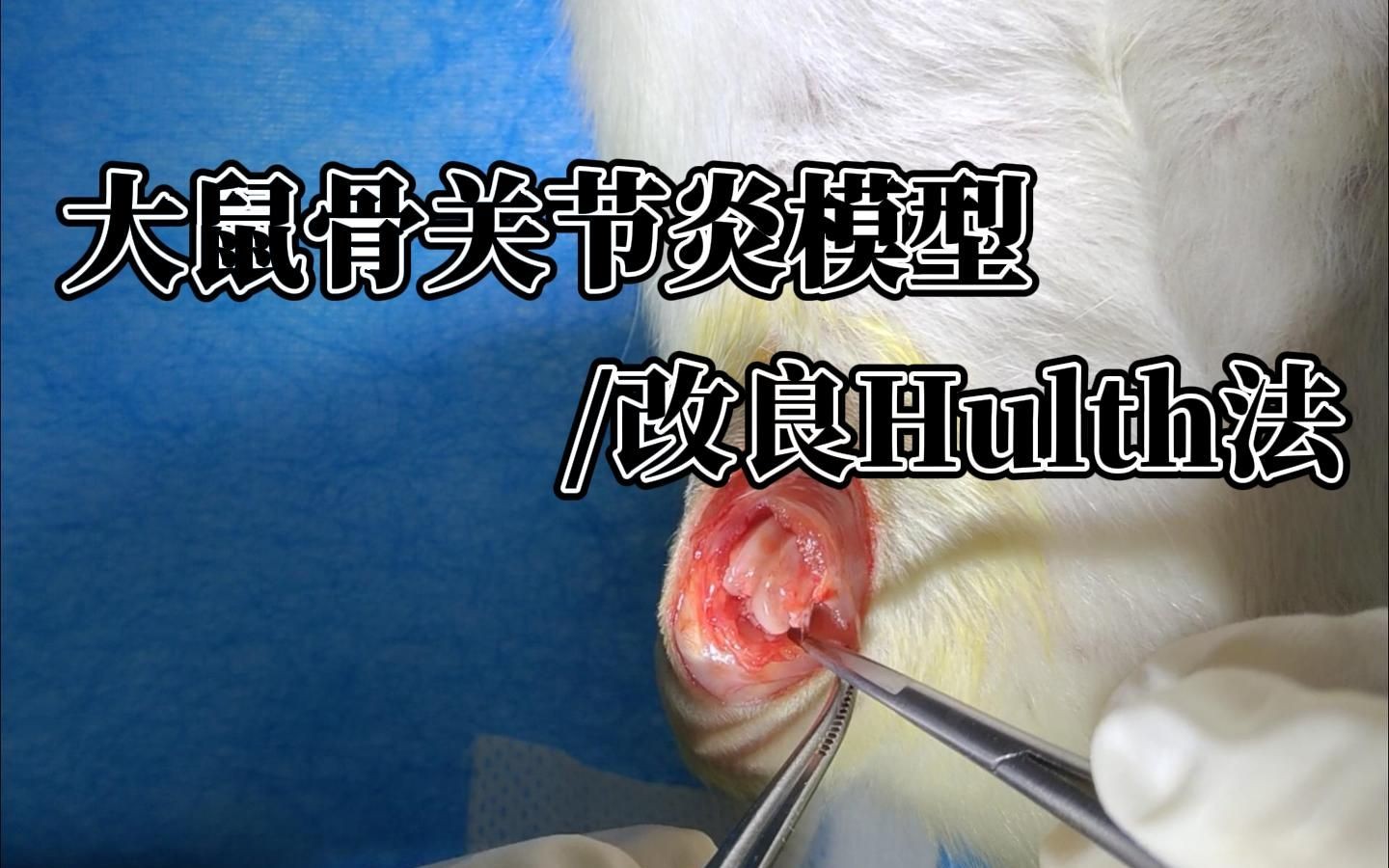 大鼠骨关节炎疾病模型/改良Hulth法(教学视频:仅供参考)