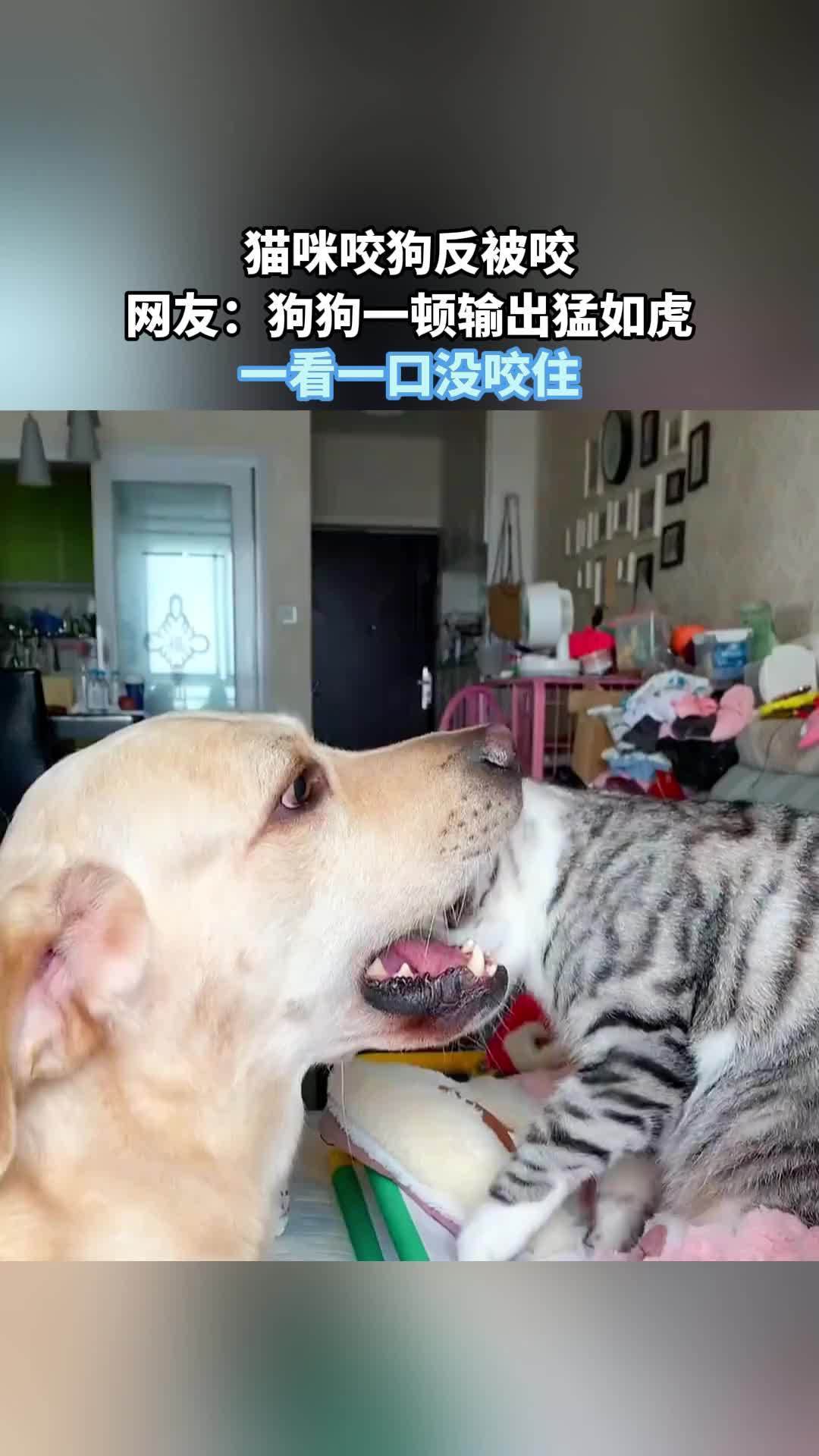 猫咪咬狗反被咬,网友:狗狗一顿输出猛如虎,一看一口没咬住