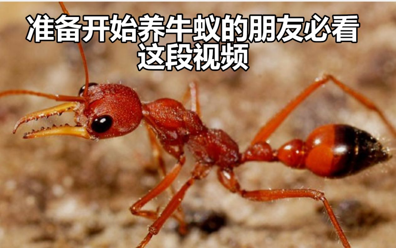 准备养牛蚁的朋友必看这段视频