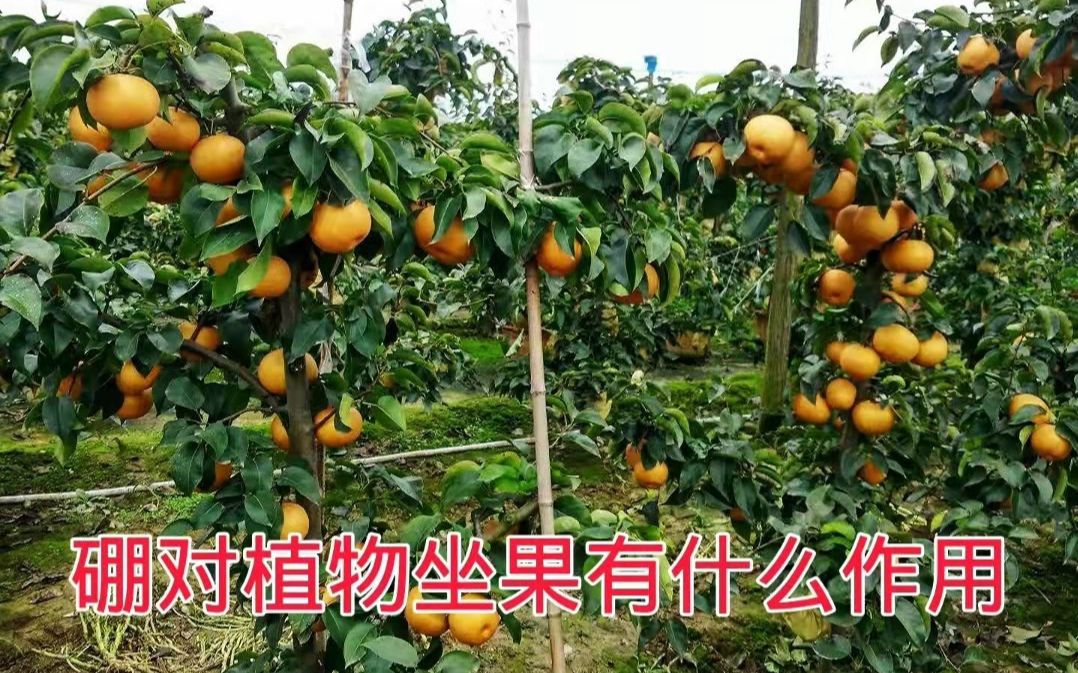 硼对植物坐果有什么作用?
