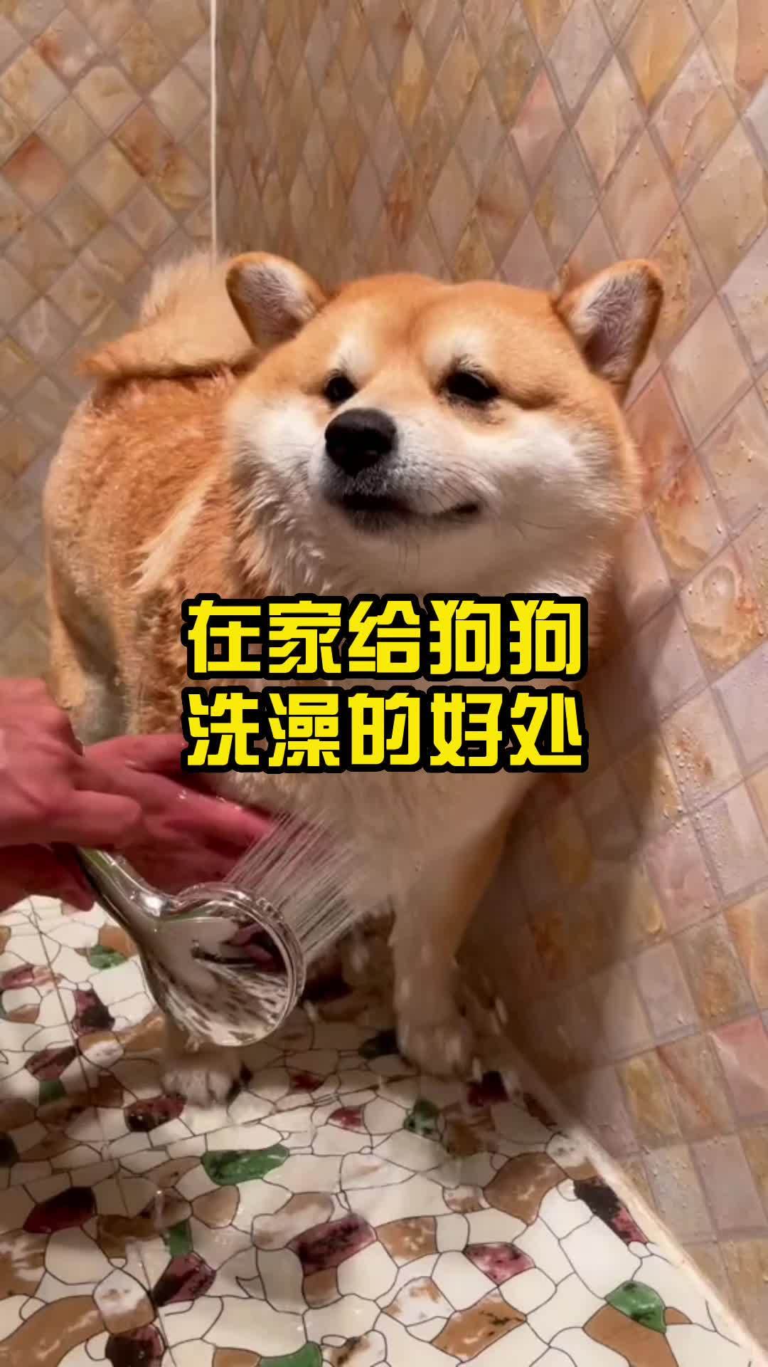 在家给狗狗洗澡的好处狗狗狗狗的日常狗狗洗澡