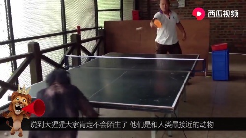 熊孩子模仿大猩猩锤胸口,愤怒大猩猩一下撞碎玻璃,镜头拍下全程