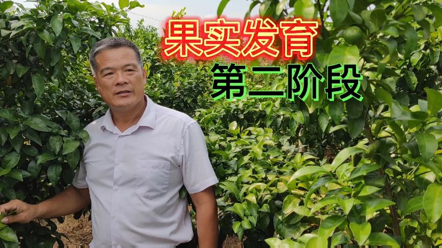 果实发育阶段,第二阶段