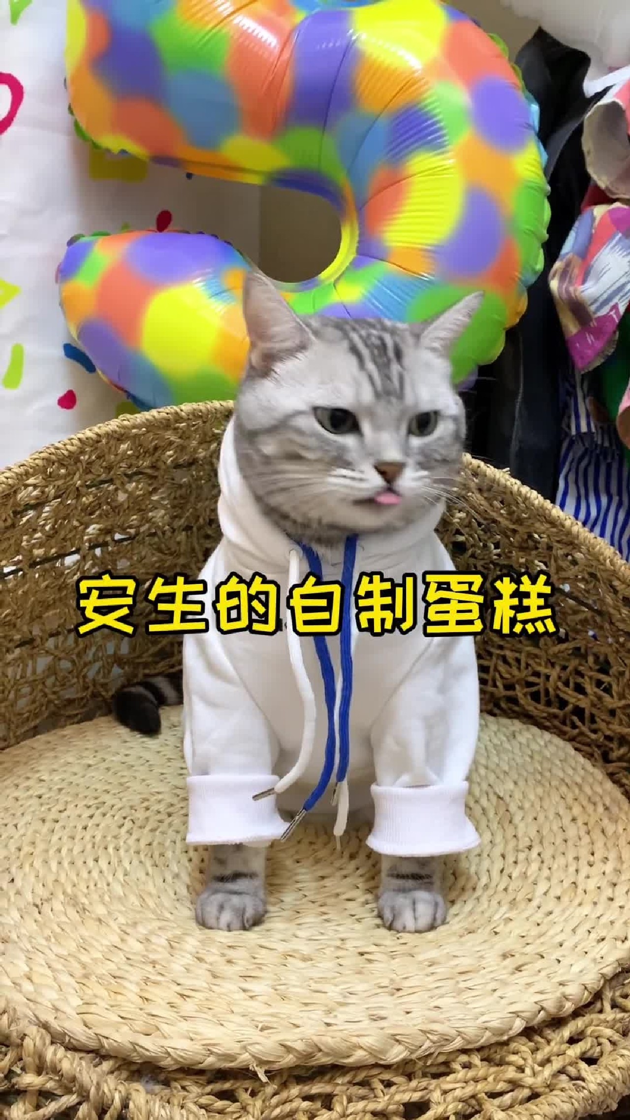 宠物自制蛋糕不给你家毛孩子整一个吗蛋糕宠物蛋糕