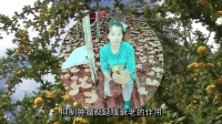 吃灵芝孢子粉有何禁忌,灵芝孢子粉的功效