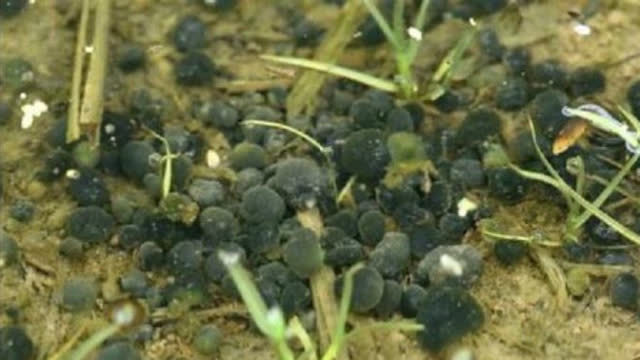 这种植物堪比燕窝,生长在稻田里,一年的产量只有一万斤!