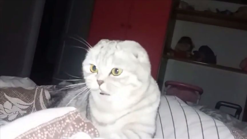 这只猫咪真会撒娇,半夜非要跳到小主人床上要抱抱,太可爱了!