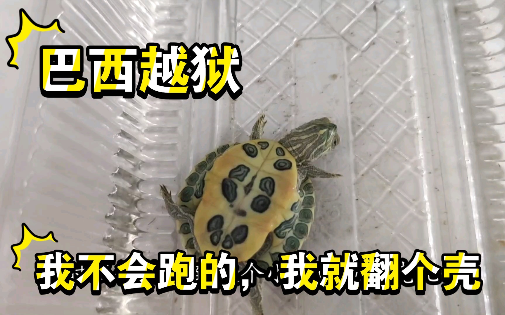 巴西龟越狱两天,至今未归。