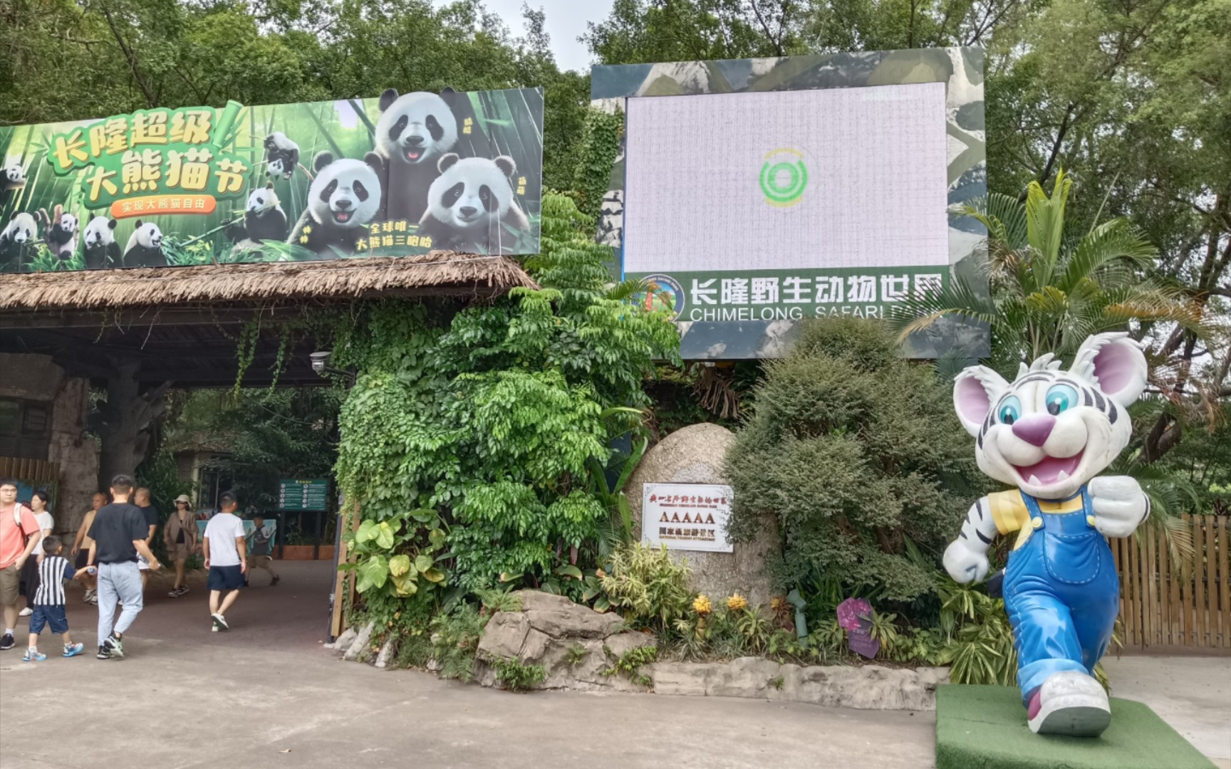 广东广州—长隆野生动物世界,大熊猫三胞胎,白虎跳水