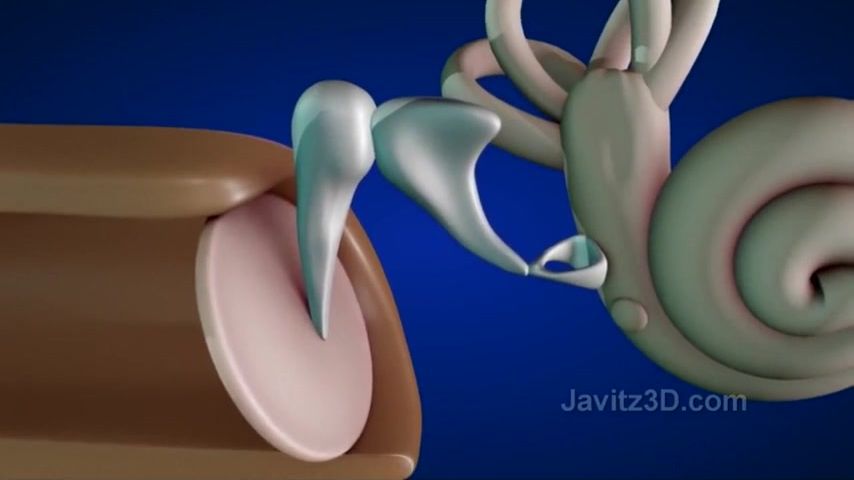 3D动画演示听觉的形成过程及原理