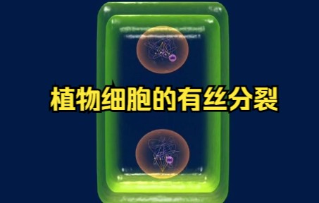 【生物动画】植物细胞的有丝分裂