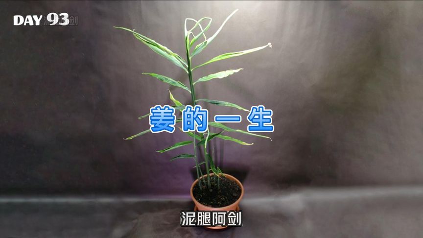 生姜的一生,生姜生长过程