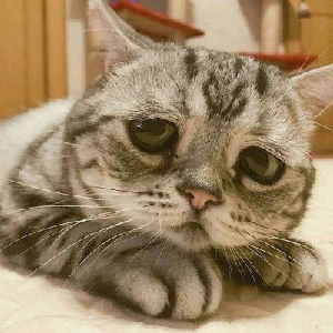 虾仁猪心-搜肠刮肚 