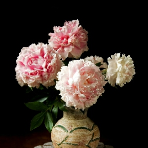 行子xing 