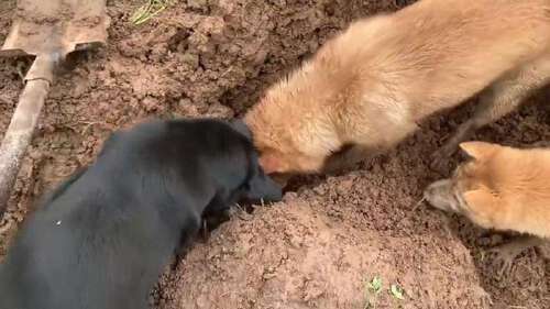 灵性田园犬的十大特征!养狗人看完都沉默了