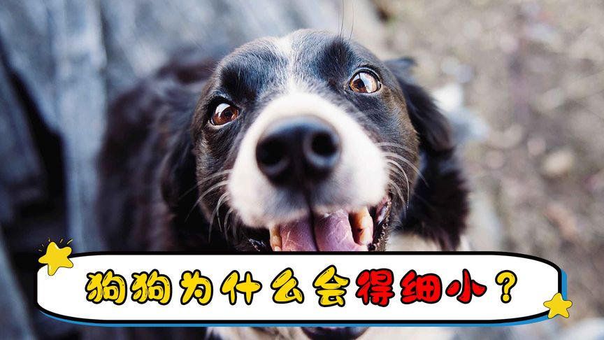 狗狗为什么会得细小？