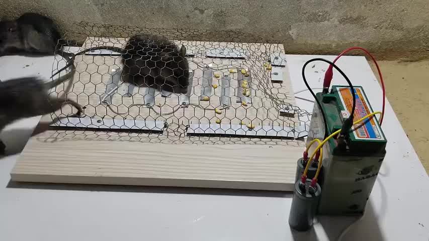 民间牛人制作DIY电网捕鼠神器,这效果杠杠的!