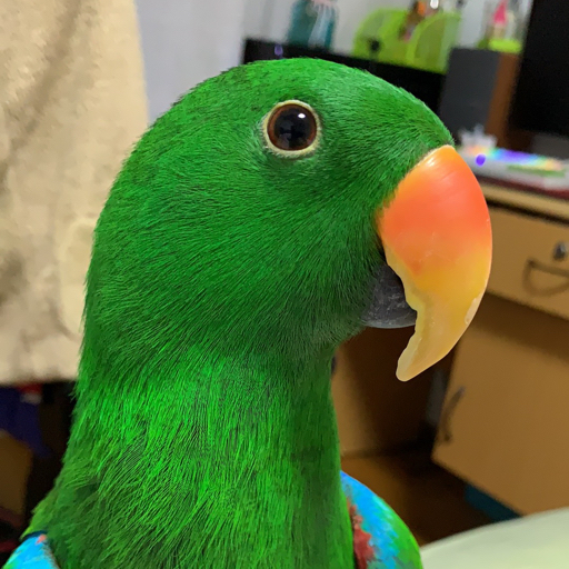 大懒猫瓶子 