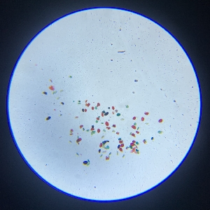 毛豆的科学课堂 