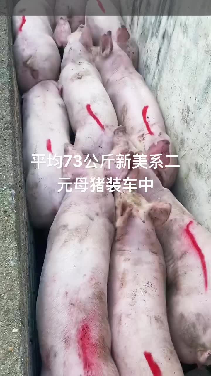 跌破7元防线!全国猪价“北崩南抗”,政策调控为何失灵?#养猪人加油...