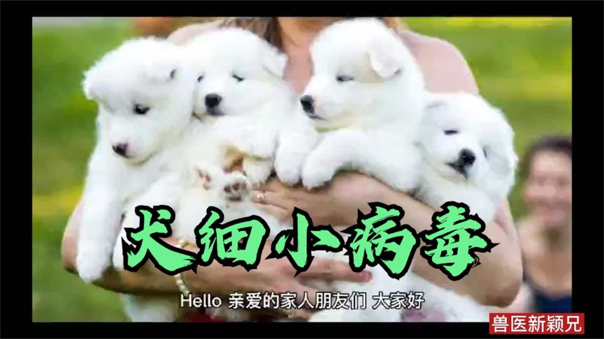 狗狗的传染性疾病之犬细小病毒,又名病毒性肠炎的起因和预防