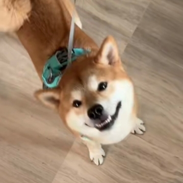 噜噜噜鲁伊 
