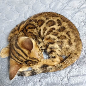 凹凸慢oO 