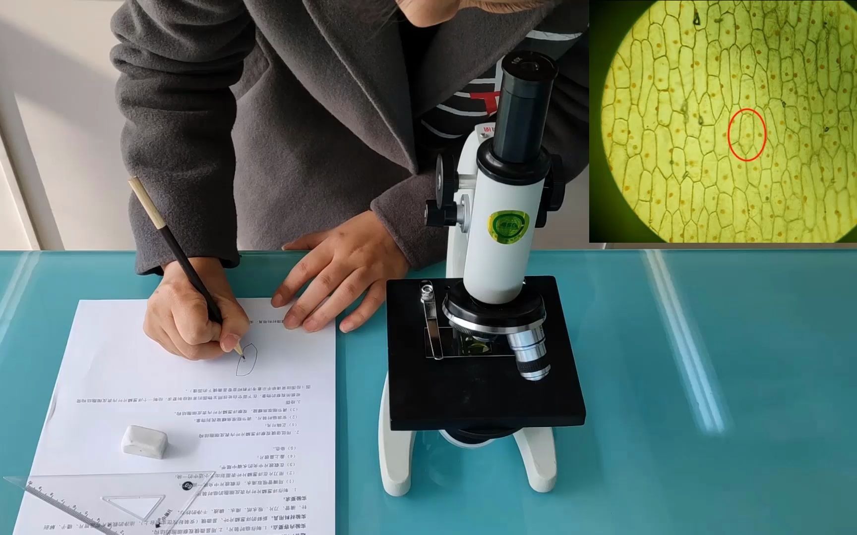 安徽合肥中考生物实验 洋葱鳞片叶细胞的观察