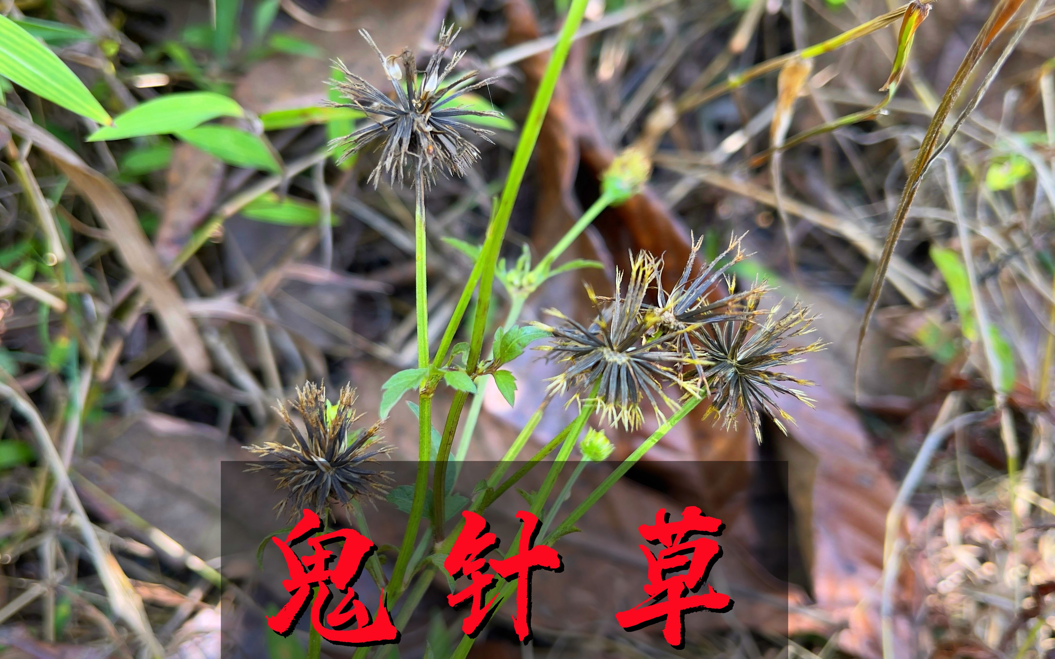 鬼针草煮水,很多人不知道它是宝,可以解决好多人的烦恼?