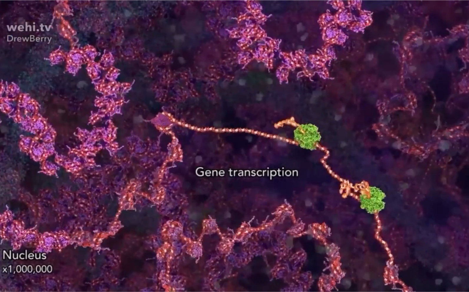 基因的表达,细胞的分裂动画演示。gene transcription