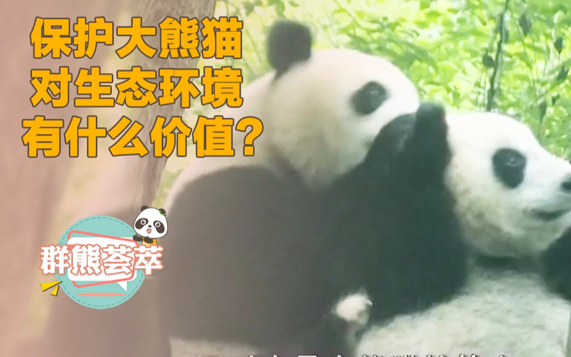 保护大熊猫对生态环境有什么价值?