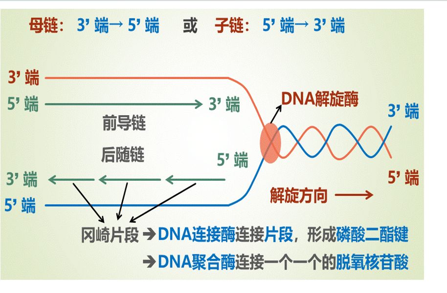 超明白!PCR扩增与体内DNA复制比较异同!视频动画!先导链 后随链 ...