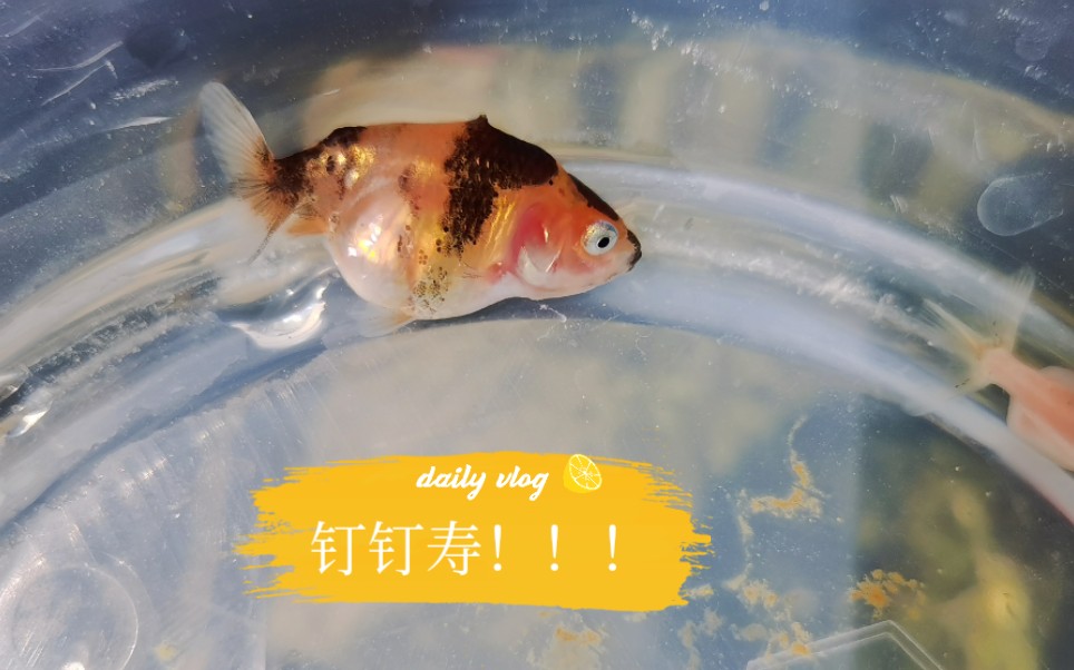 钉钉寿出没!三周记录
