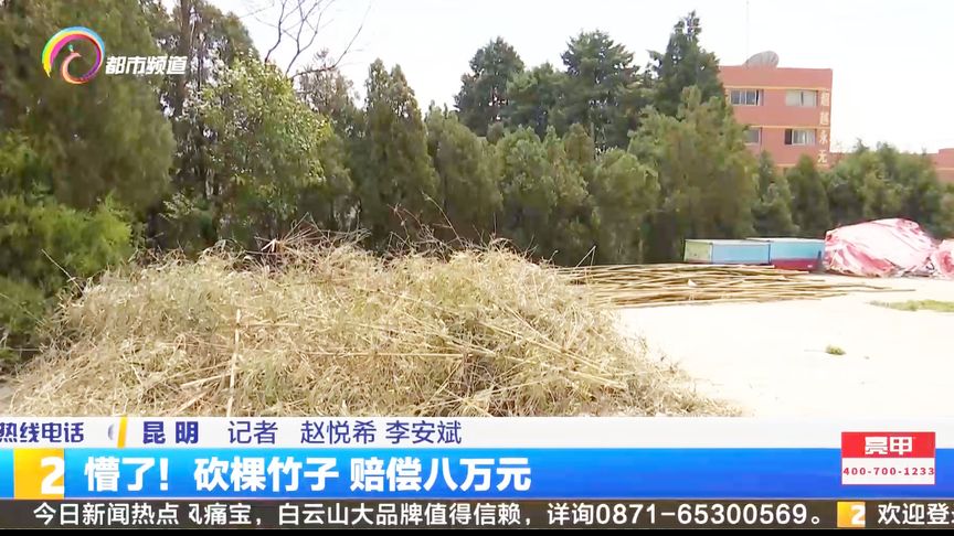 懵了!砍棵竹子 赔偿八万元