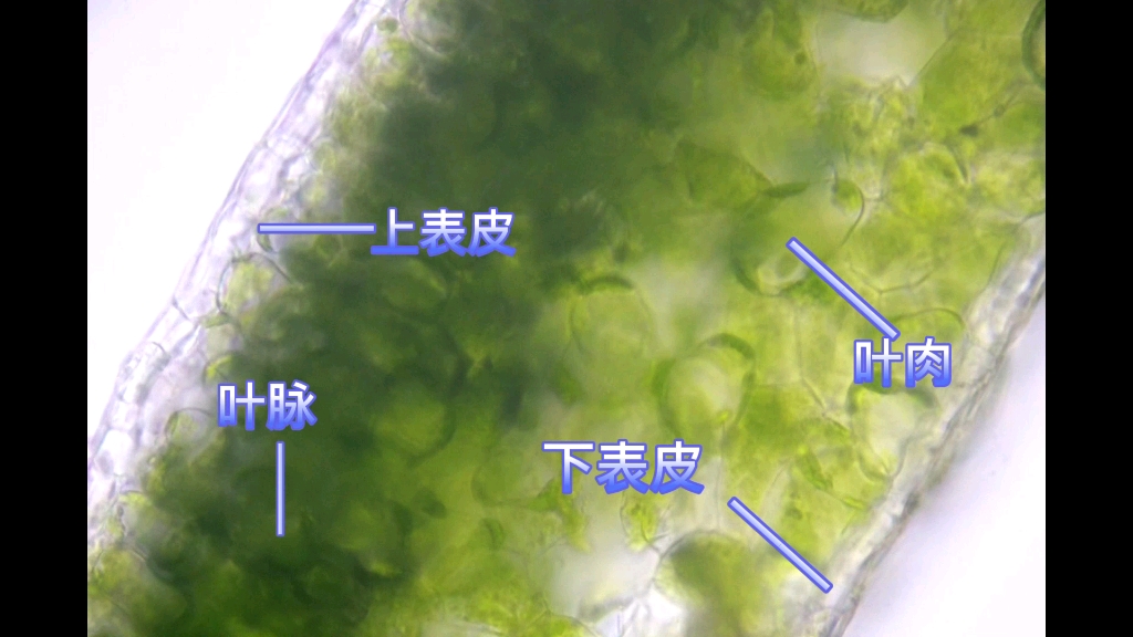 显微镜下菠菜叶片横切面的结构