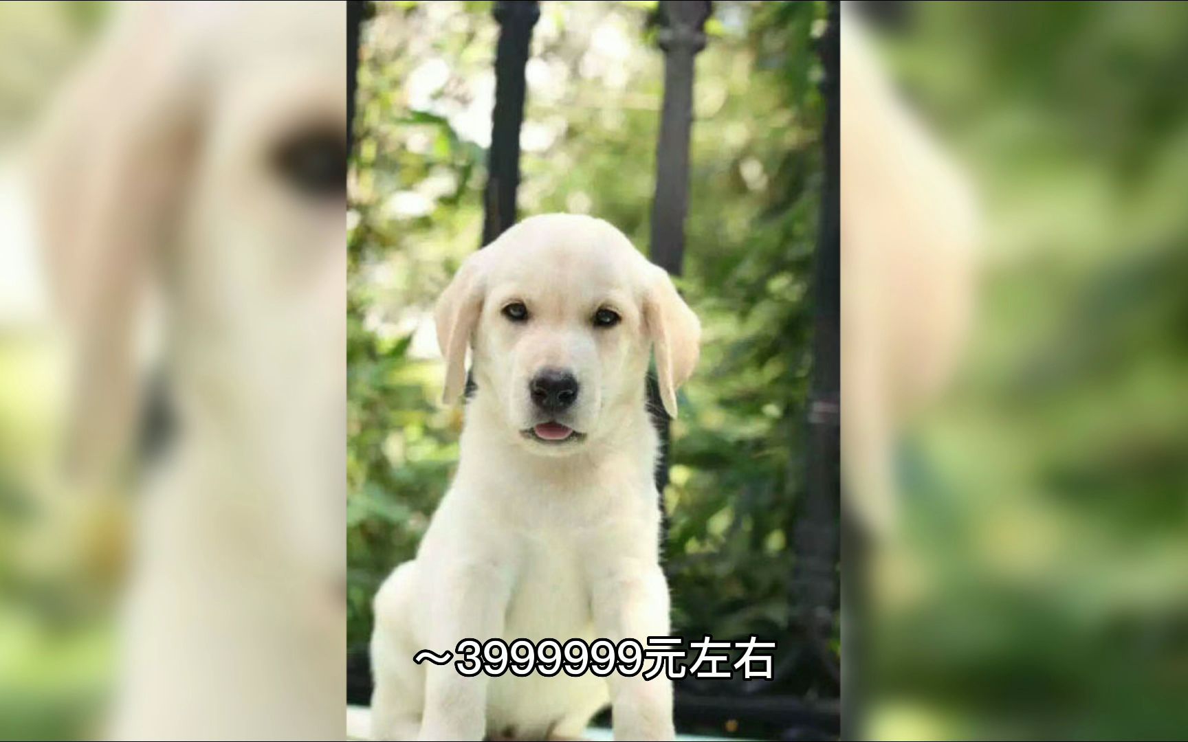 翡翠价格对照表图