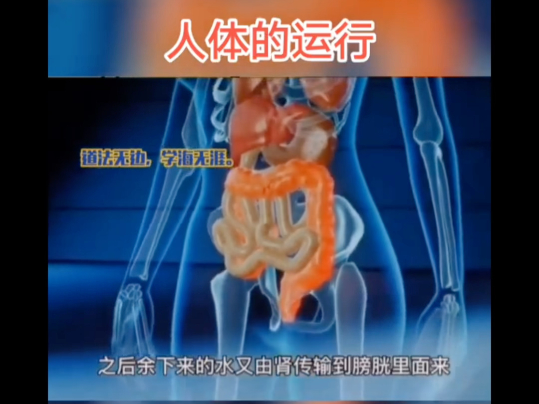 人体水的循环运行讲解