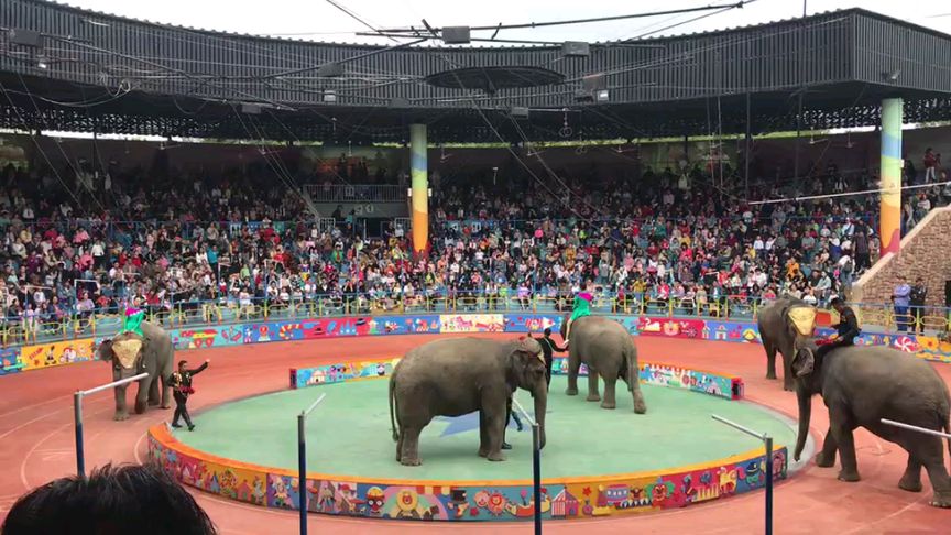 上海野生动物园大象表演