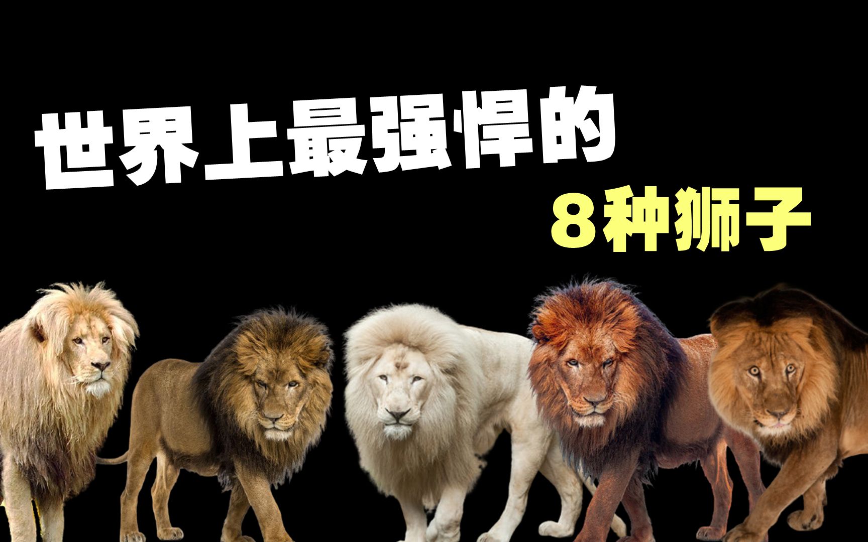 8种最强狮子排名,你以为老虎真的可以干得过所有狮子吗?