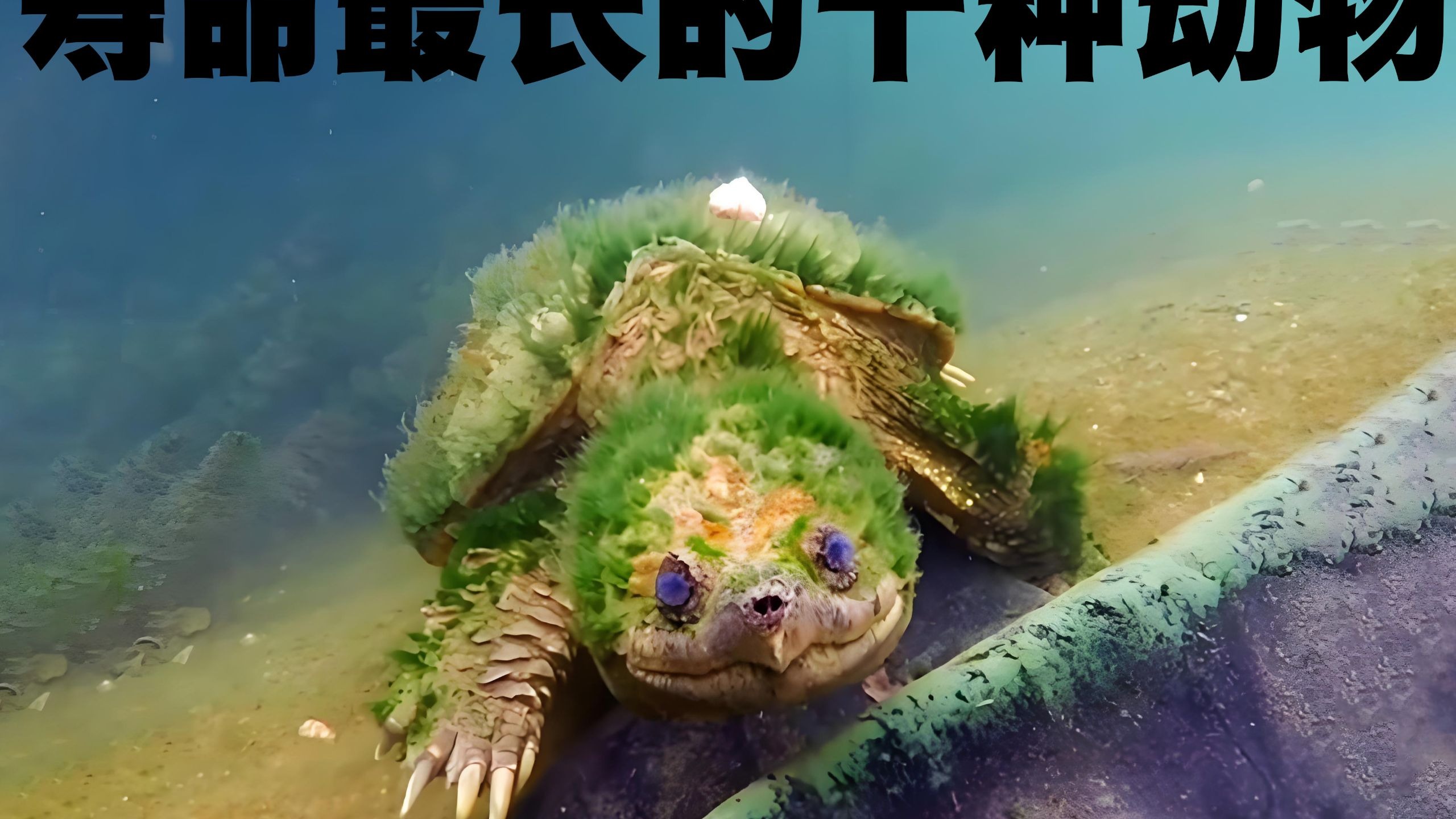 寿命最长的10种动物排行榜,原来千年王八万年龟是假的!