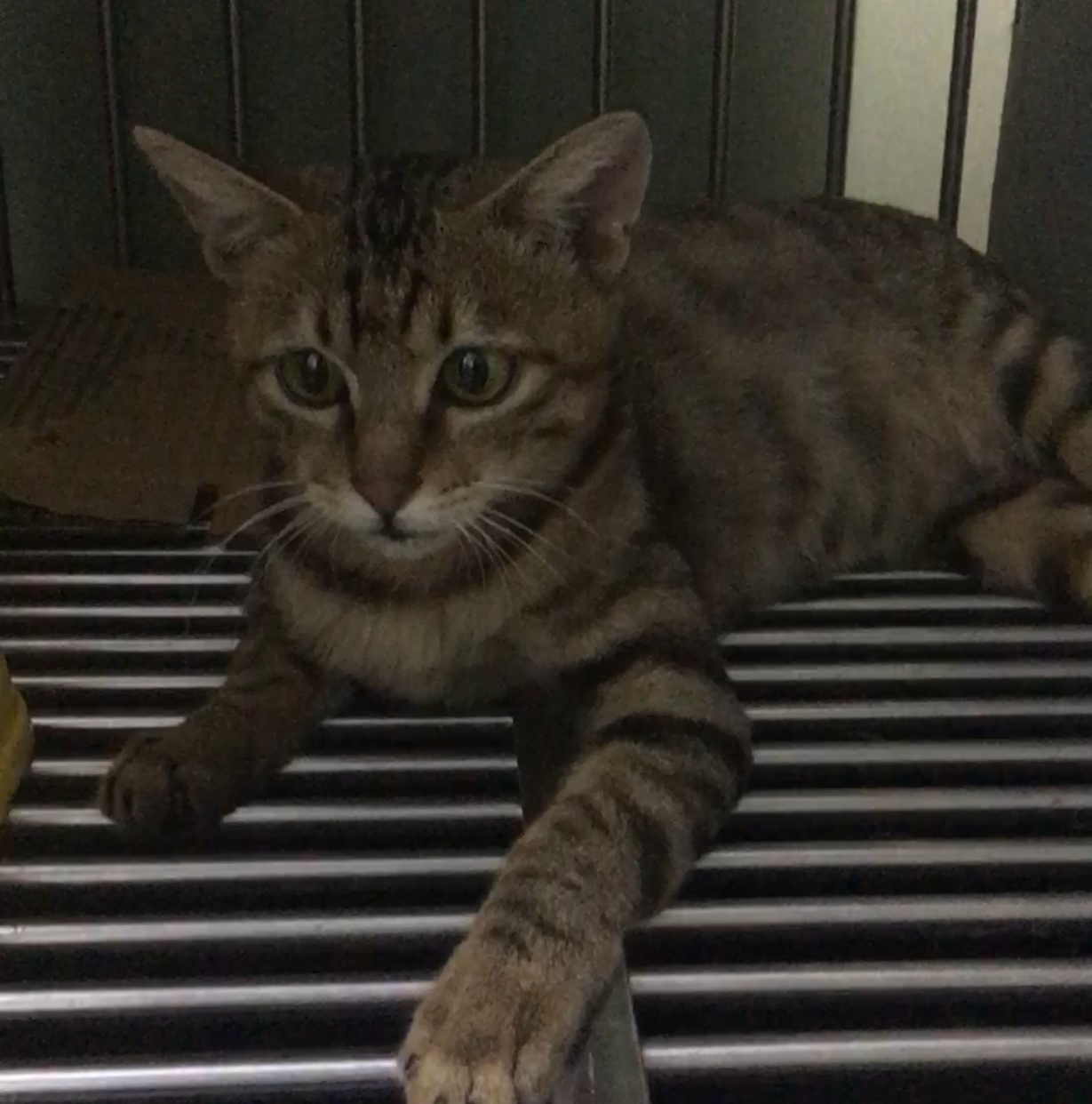 小二加油鸭 