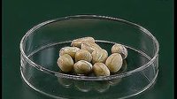高中生物实验视频 检测生物组织中的糖类、脂肪和蛋白质